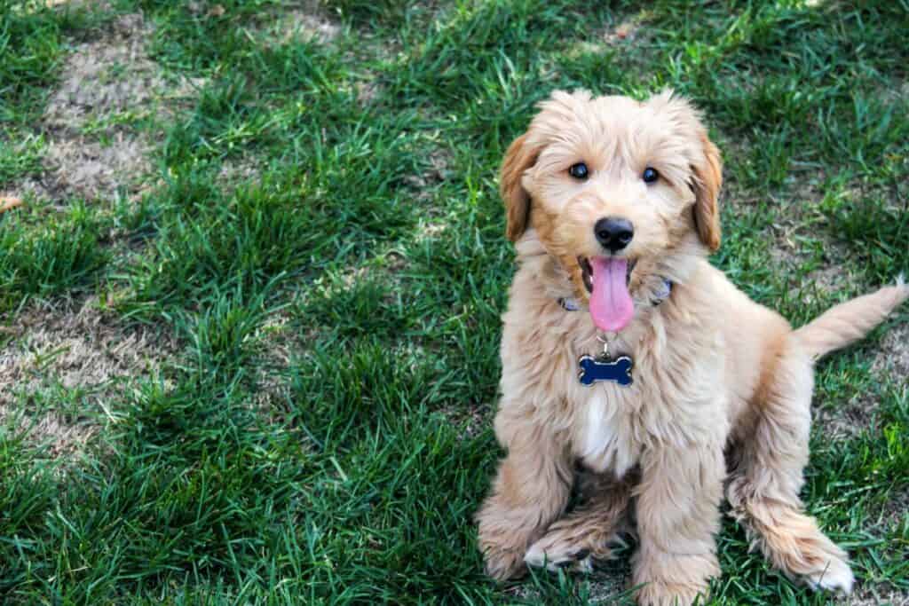 Goldendoodle: Allt du behöver veta om denna populära hundras ...