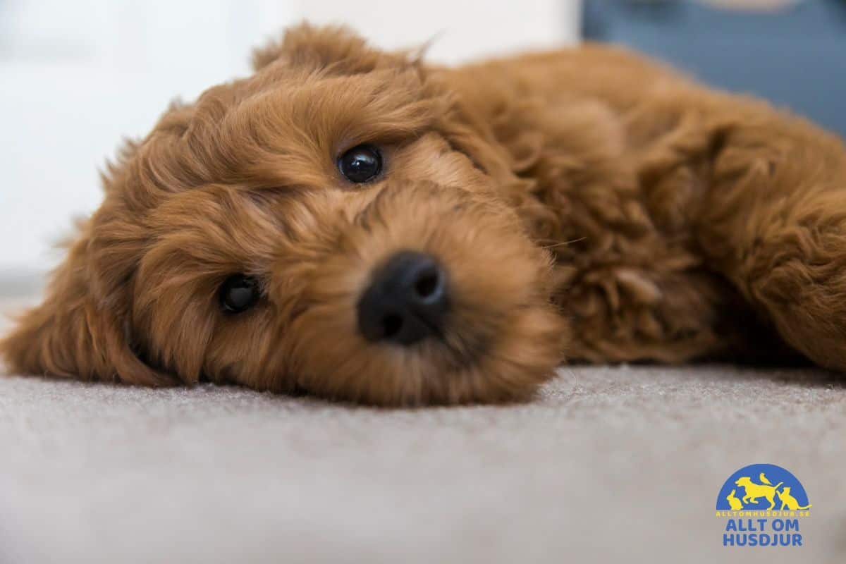 Goldendoodle: Allt du behöver veta om denna populära hundras ...